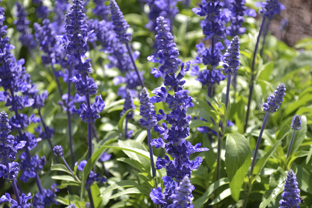 Salvia farinacea Victoria Blue 9