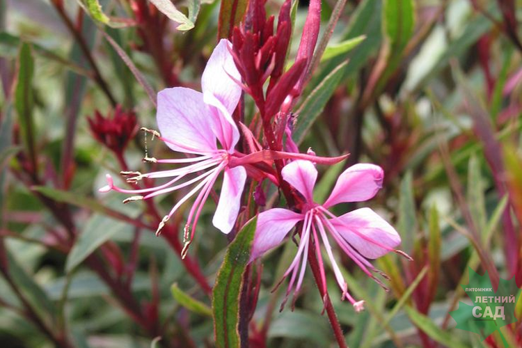 Gaura Lindheimeri Passionate Rainbow 2